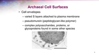 4. Archeal Cell Structure (Prescott).ppt
