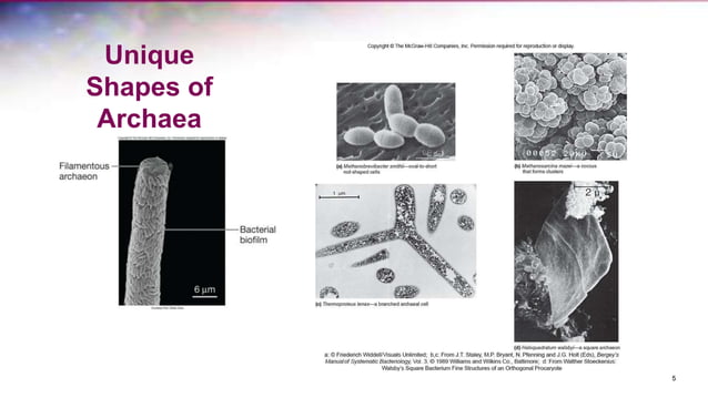 4. Archeal Cell Structure (Prescott).ppt