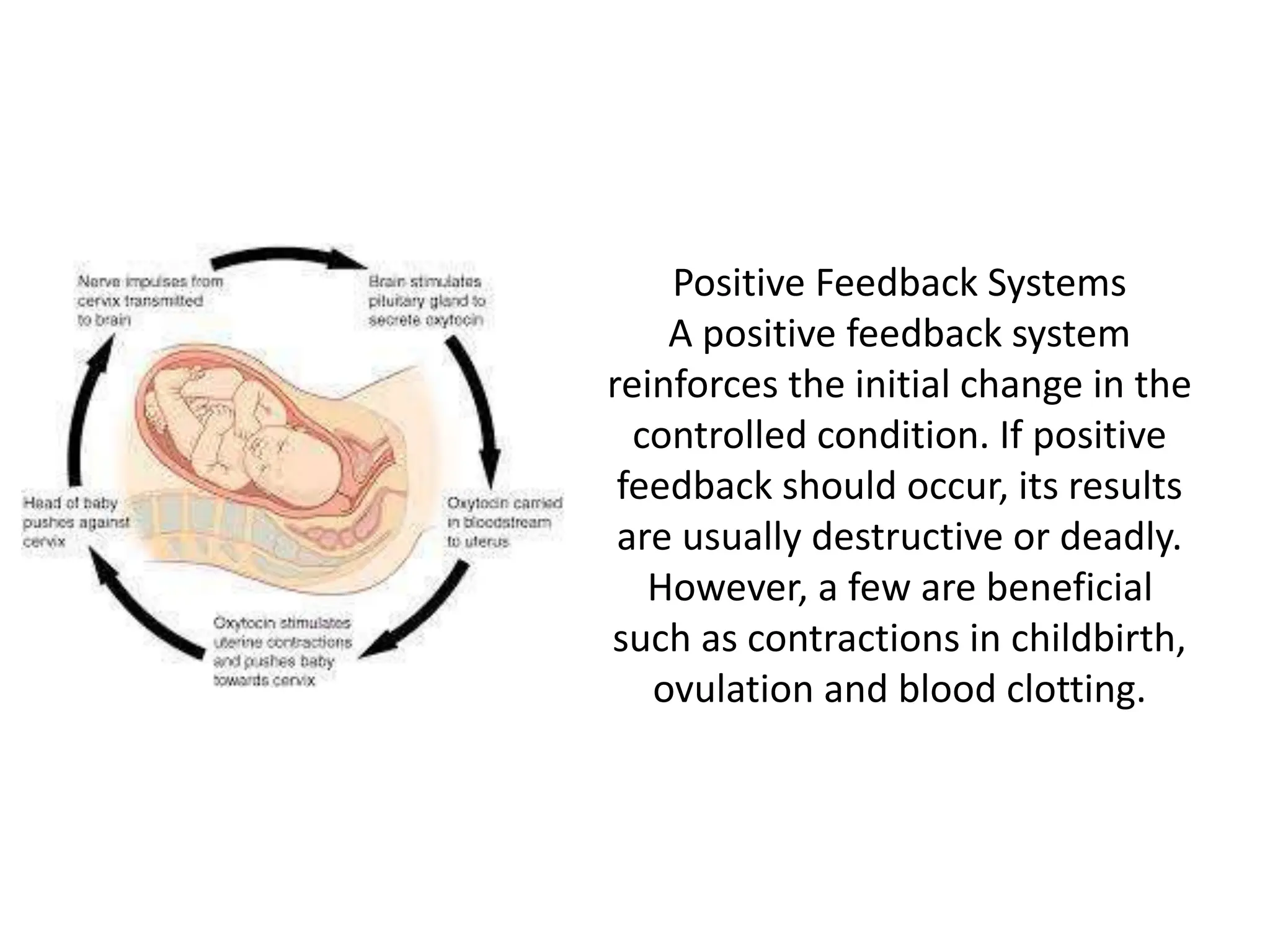 Basic Life Process. HOMEOSTASIS,Feedback Systems, Metabolism ...
