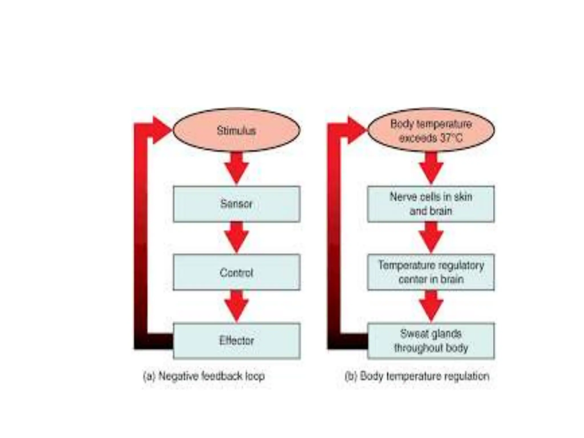 Basic Life Process. HOMEOSTASIS,Feedback Systems, Metabolism ...