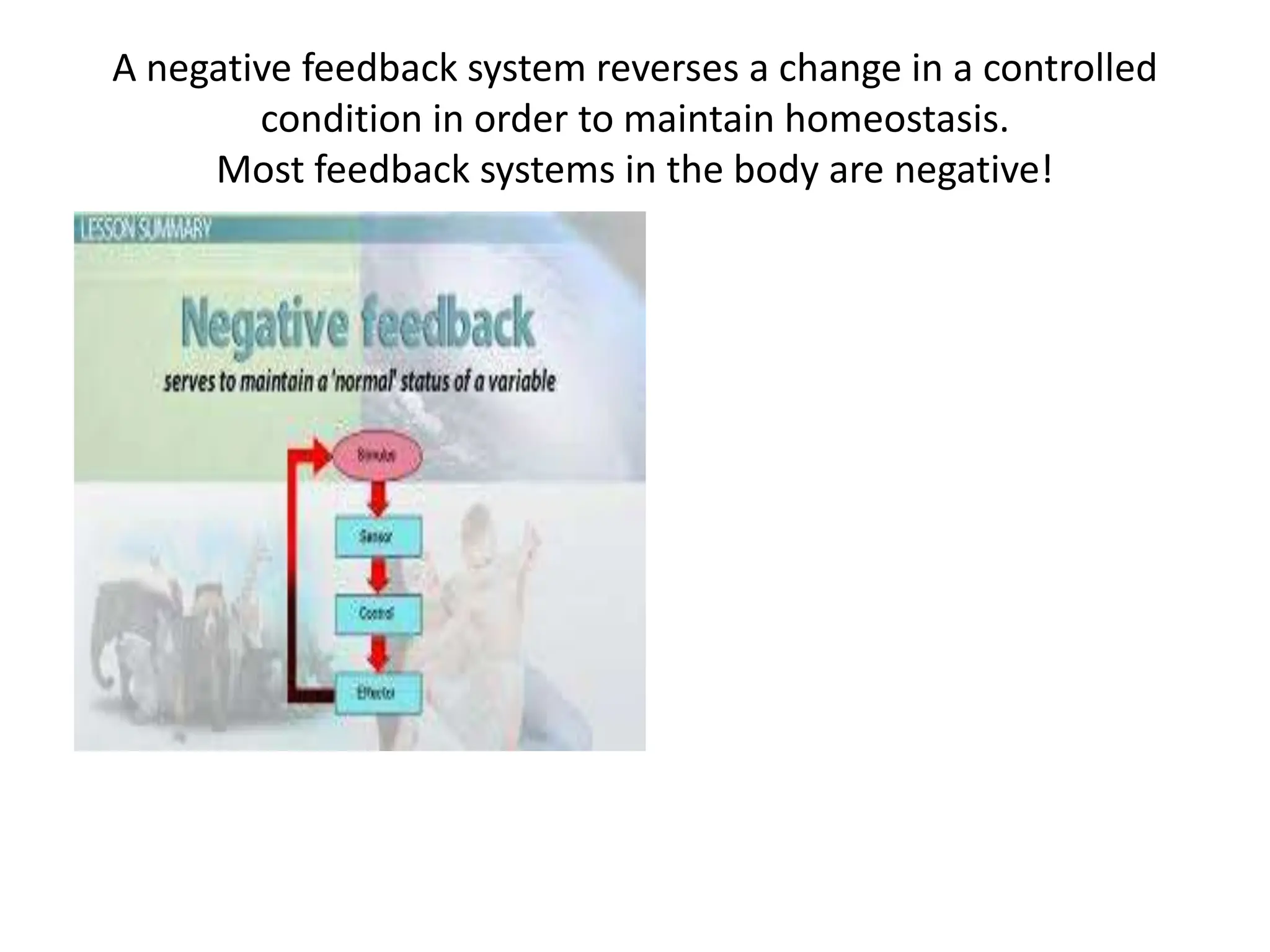 Basic Life Process. HOMEOSTASIS,Feedback Systems, Metabolism ...