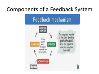 Basic Life Process. HOMEOSTASIS,Feedback Systems, Metabolism ...