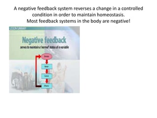 Basic Life Process. HOMEOSTASIS,Feedback Systems, Metabolism ...