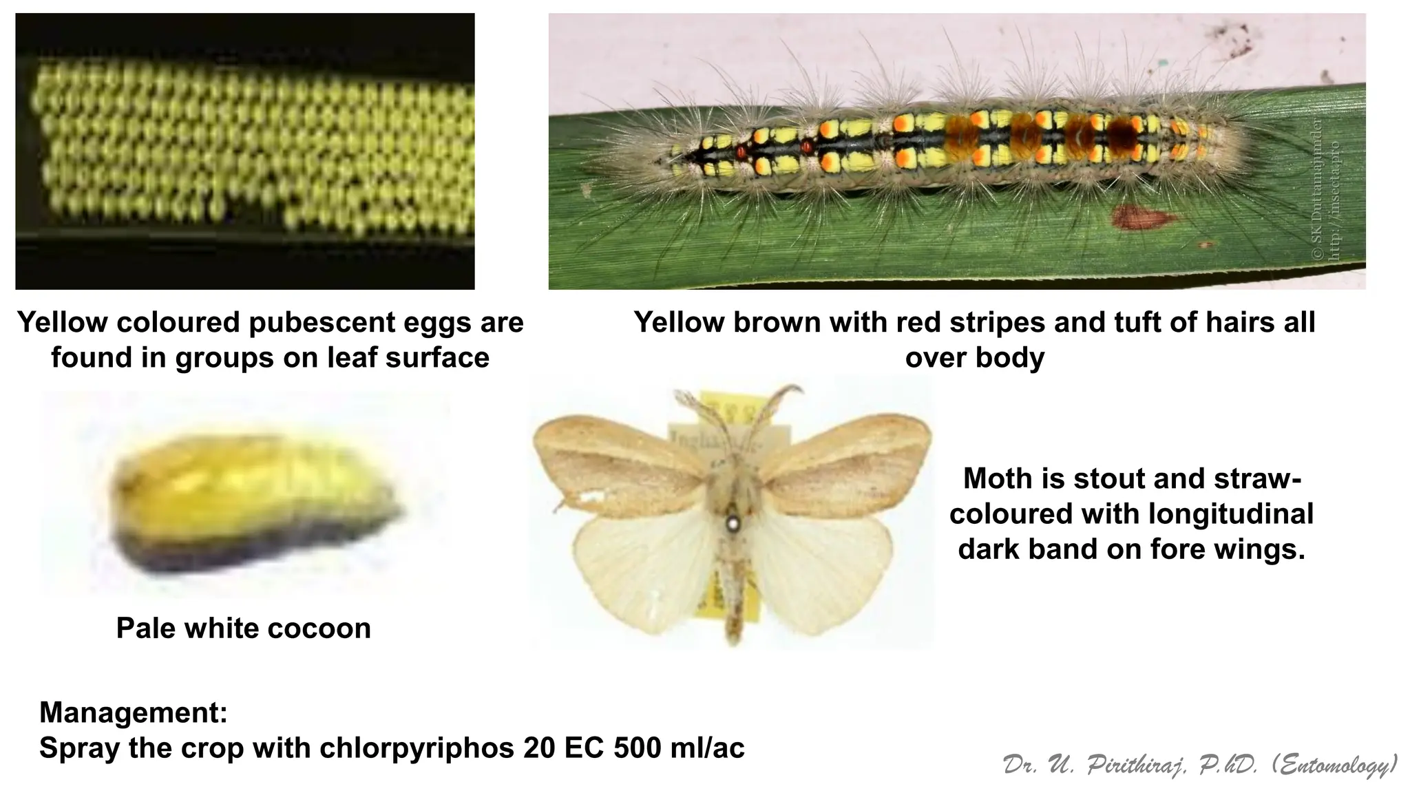 Pests of wheat_Identification, Bionomics, Damage symptoms, IPM_Dr.UPR.pdf
