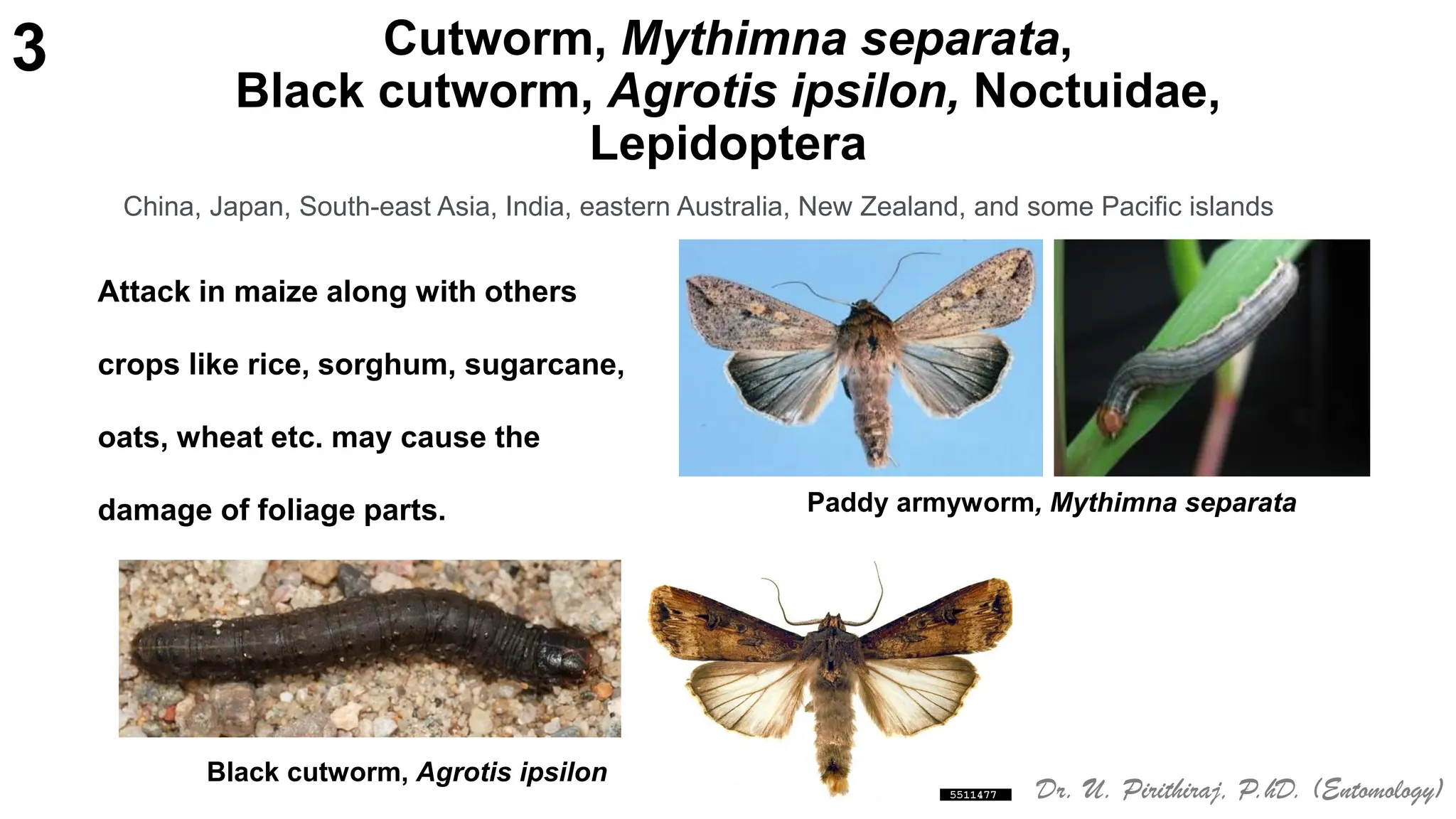 Pests of wheat_Identification, Bionomics, Damage symptoms, IPM_Dr.UPR.pdf