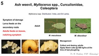 Pests of wheat_Identification, Bionomics, Damage symptoms, IPM_Dr.UPR.pdf