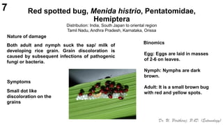 Pests of wheat_Identification, Bionomics, Damage symptoms, IPM_Dr.UPR.pdf