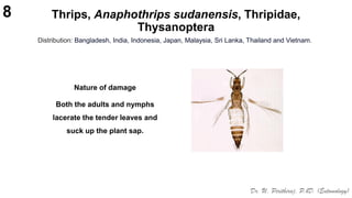 Pests of wheat_Identification, Bionomics, Damage symptoms, IPM_Dr.UPR.pdf