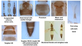 Pests of wheat_Identification, Bionomics, Damage symptoms, IPM_Dr.UPR.pdf