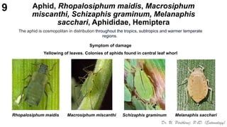 Pests of wheat_Identification, Bionomics, Damage symptoms, IPM_Dr.UPR.pdf