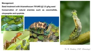 Pests of wheat_Identification, Bionomics, Damage symptoms, IPM_Dr.UPR.pdf