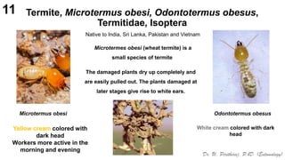 Pests of wheat_Identification, Bionomics, Damage symptoms, IPM_Dr.UPR.pdf