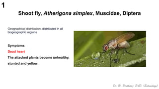 Pests of wheat_Identification, Bionomics, Damage symptoms, IPM_Dr.UPR.pdf