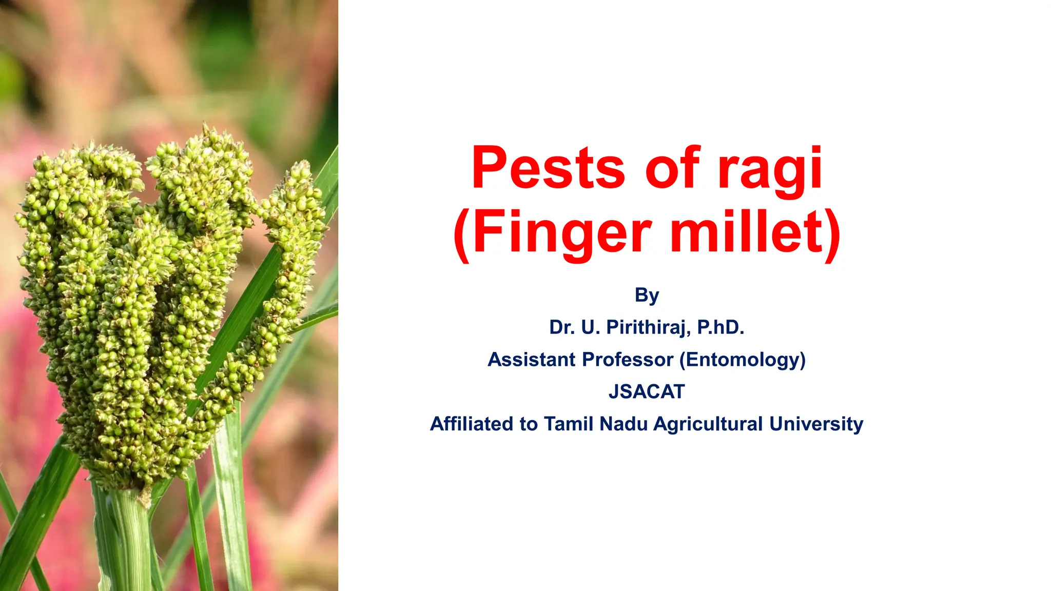 Pests of ragi_Identification, Binomics_Dr.UPR