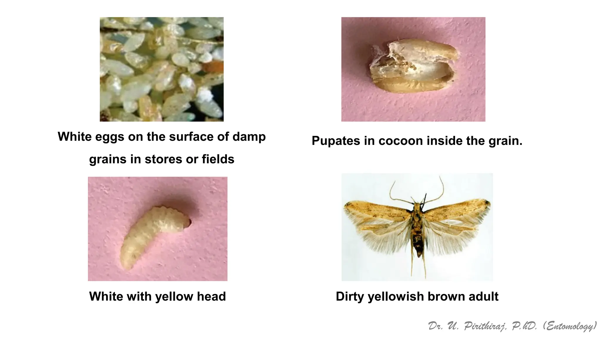 Pests of ragi_Identification, Binomics_Dr.UPR