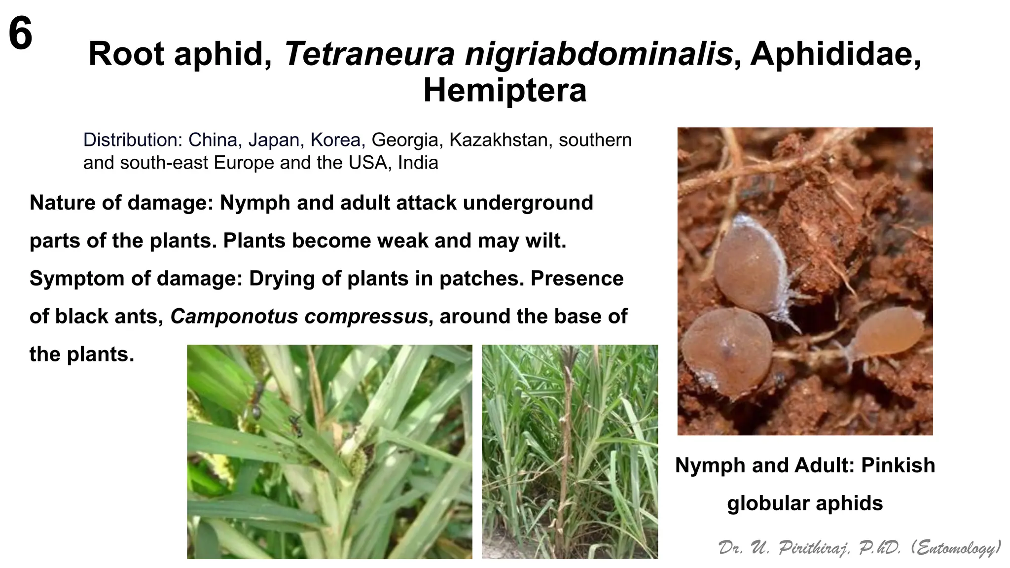 Pests of ragi_Identification, Binomics_Dr.UPR