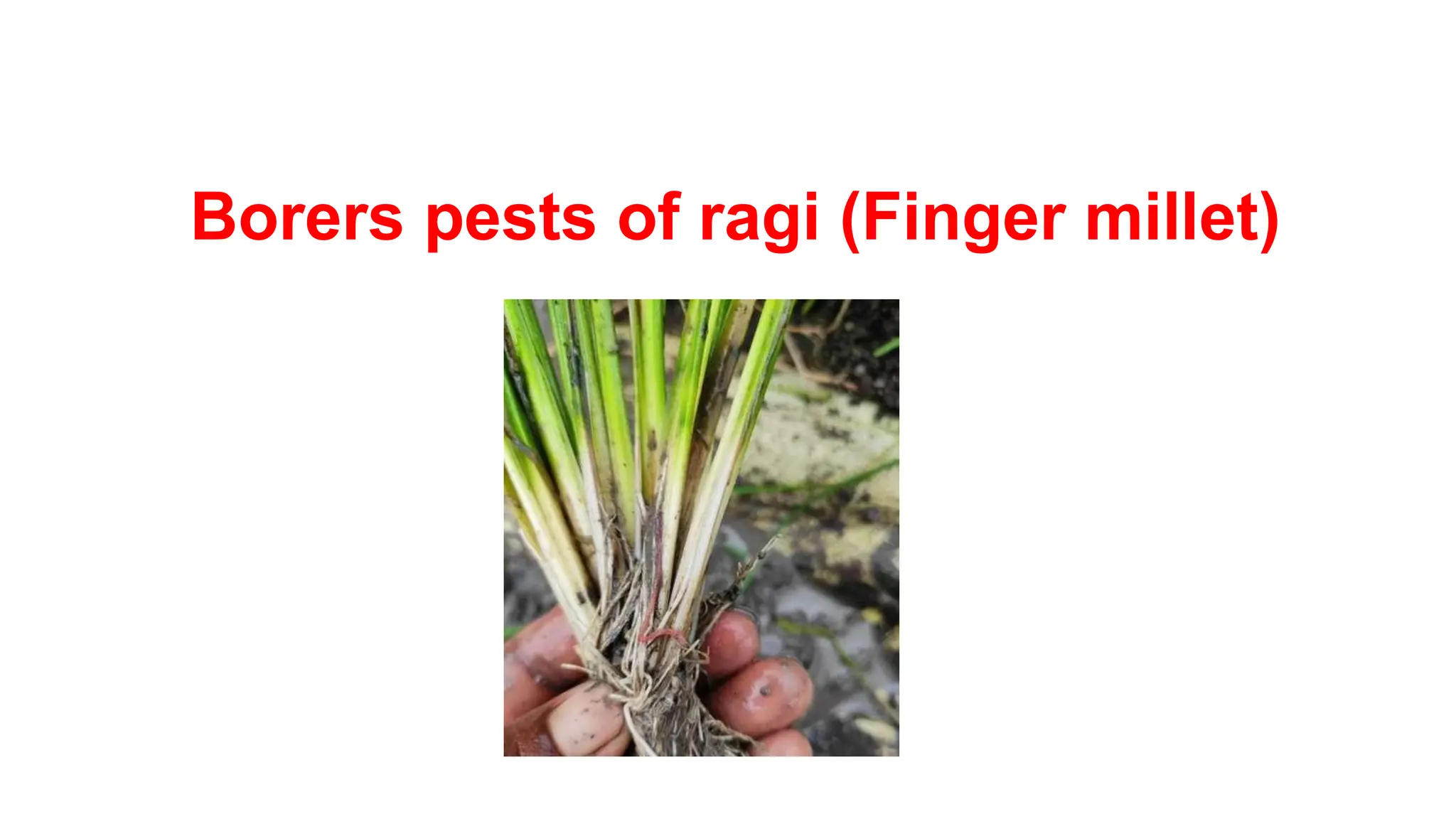 Pests of ragi_Identification, Binomics_Dr.UPR