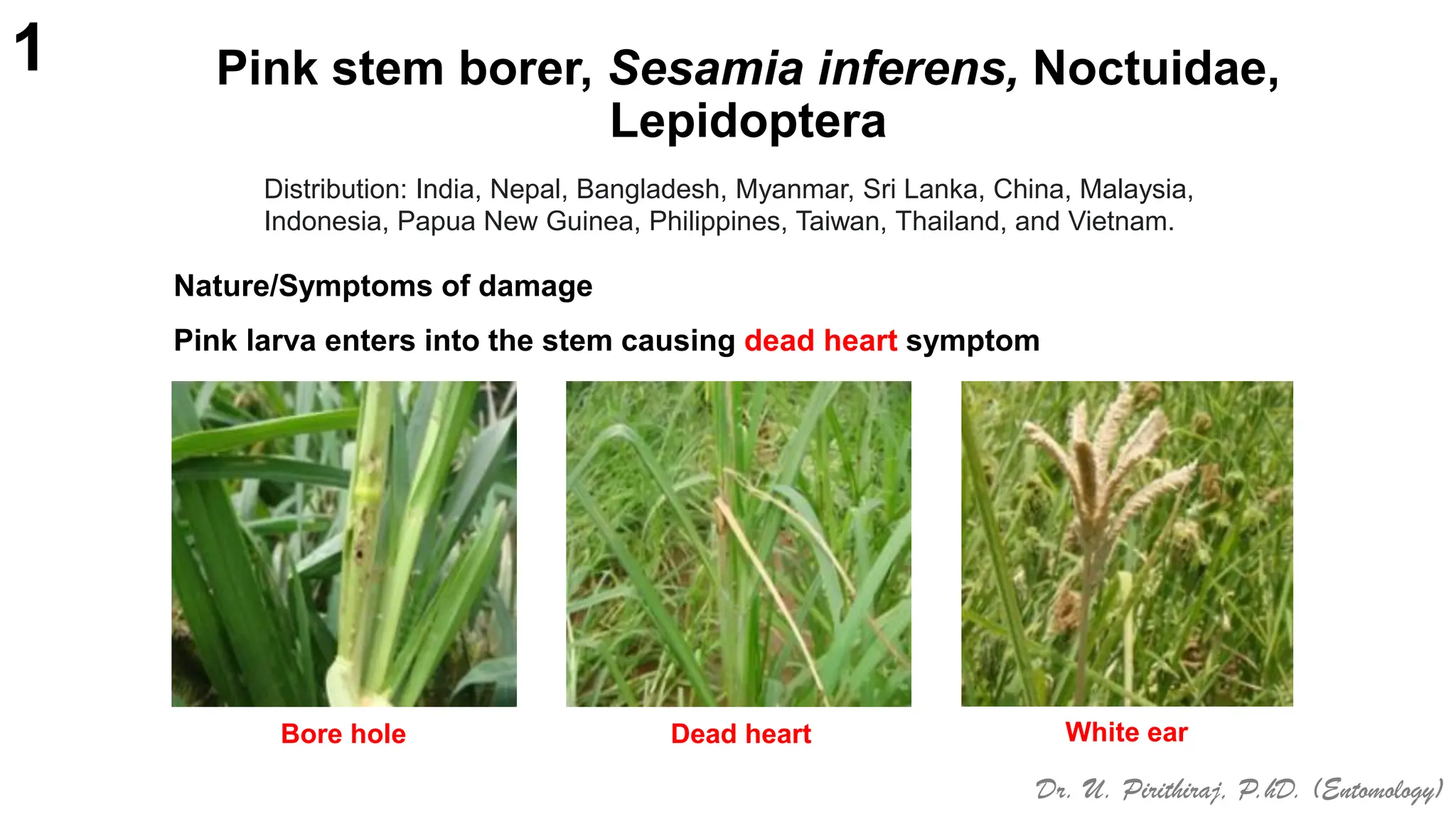 Pests of ragi_Identification, Binomics_Dr.UPR