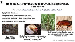 Pests of ragi_Identification, Binomics_Dr.UPR