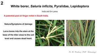Pests of ragi_Identification, Binomics_Dr.UPR