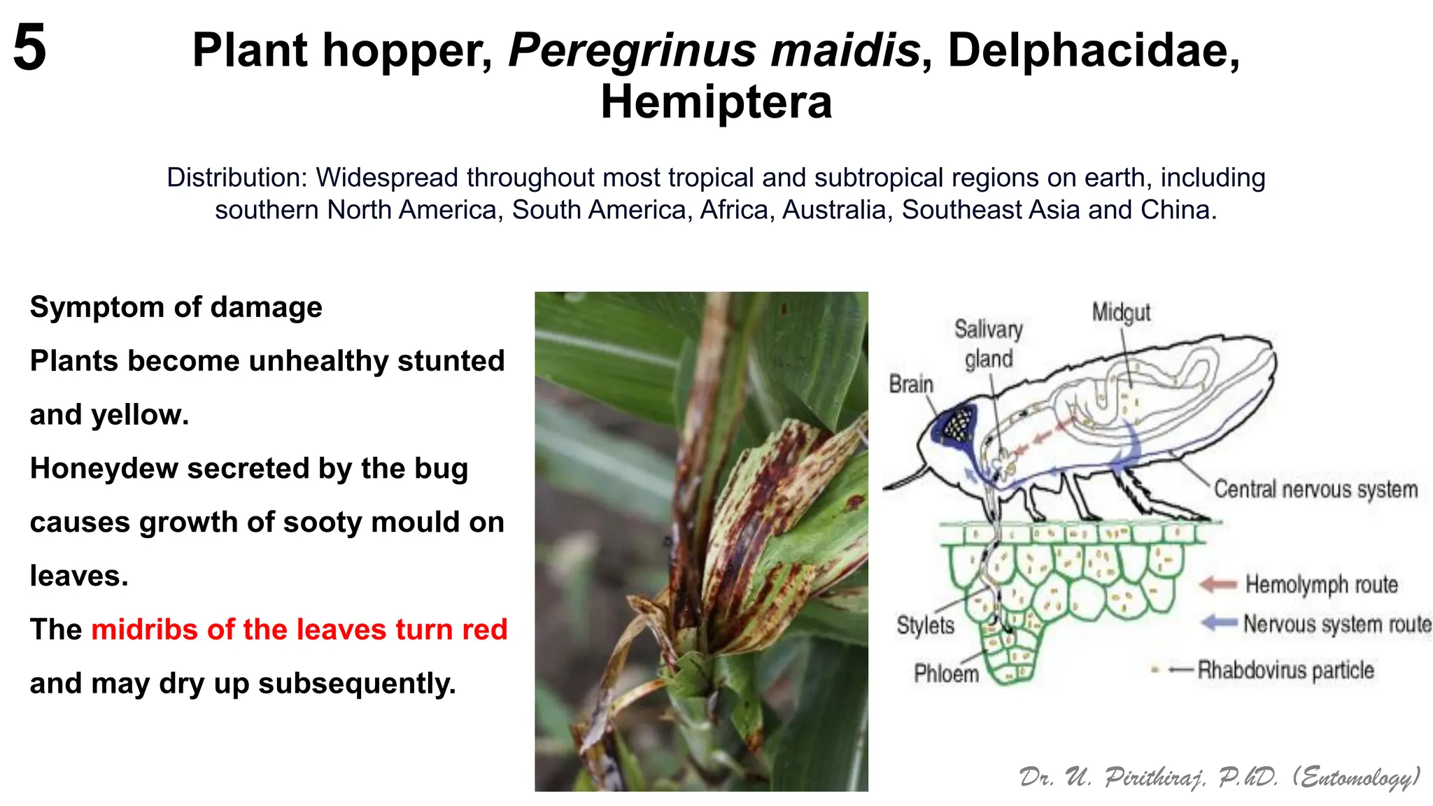 Pests of tenai_Identification,Binomics_Dr.UPR