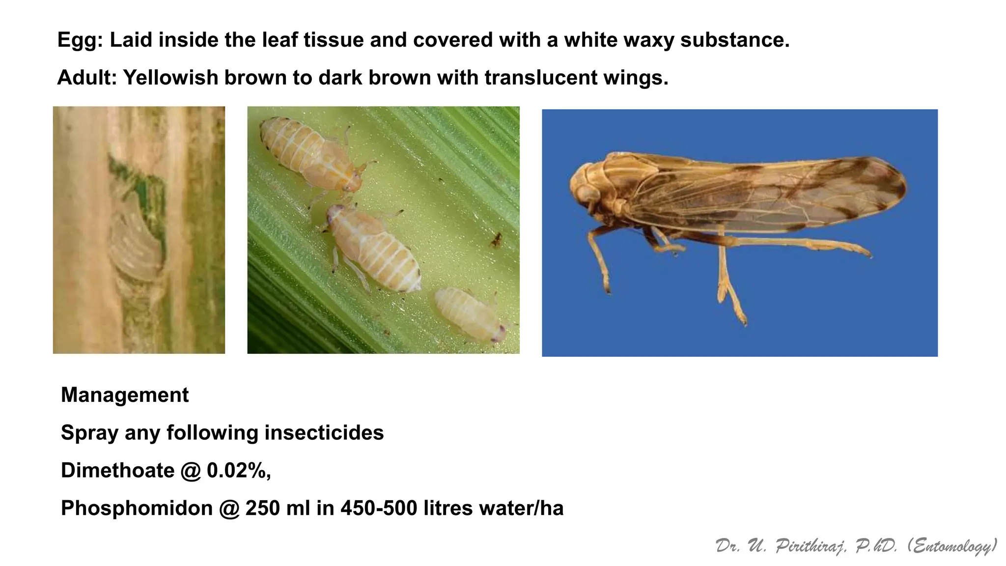 Pests of tenai_Identification,Binomics_Dr.UPR