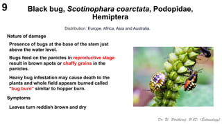 Pests of tenai_Identification,Binomics_Dr.UPR