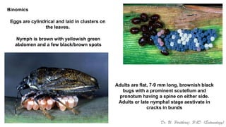 Pests of tenai_Identification,Binomics_Dr.UPR