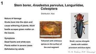 Pests of tenai_Identification,Binomics_Dr.UPR