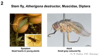 Pests of tenai_Identification,Binomics_Dr.UPR