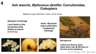 Pests of tenai_Identification,Binomics_Dr.UPR