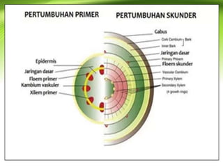 4.5 PERTUMBUHAN DALAM ORGANISMA MULTISEL.pptx