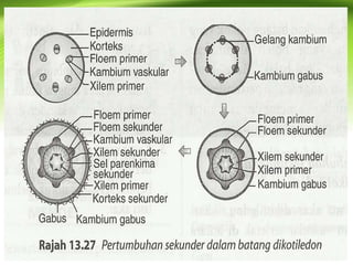 4.5 PERTUMBUHAN DALAM ORGANISMA MULTISEL.pptx