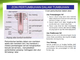 4.5 PERTUMBUHAN DALAM ORGANISMA MULTISEL.pptx