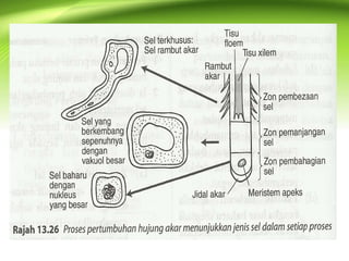 4.5 PERTUMBUHAN DALAM ORGANISMA MULTISEL.pptx