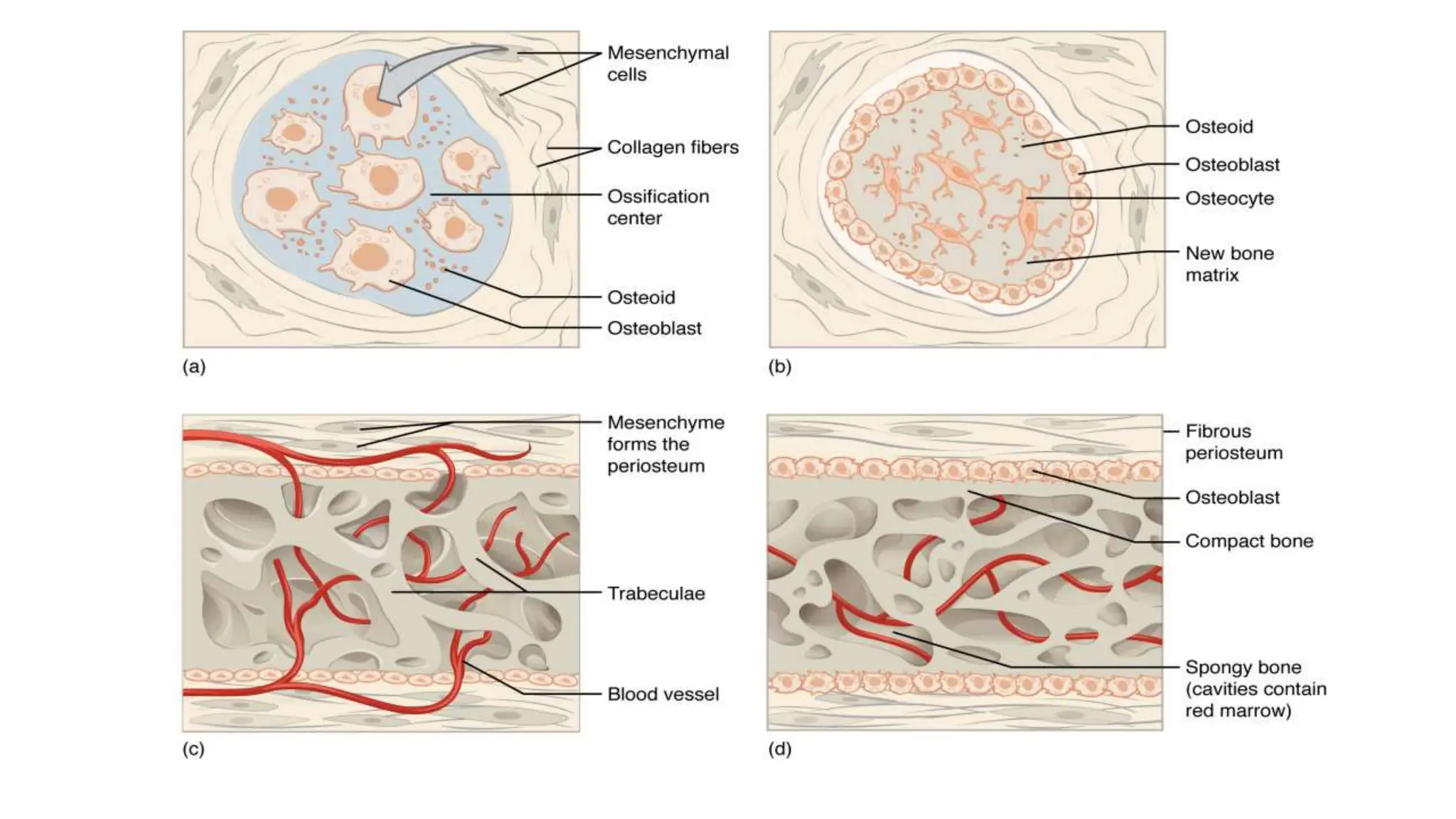 Understanding Bone Development and Disorders | PPTX