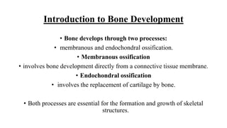Understanding Bone Development and Disorders | PPTX
