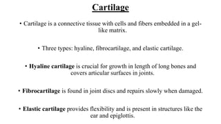 Understanding Bone Development and Disorders | PPTX