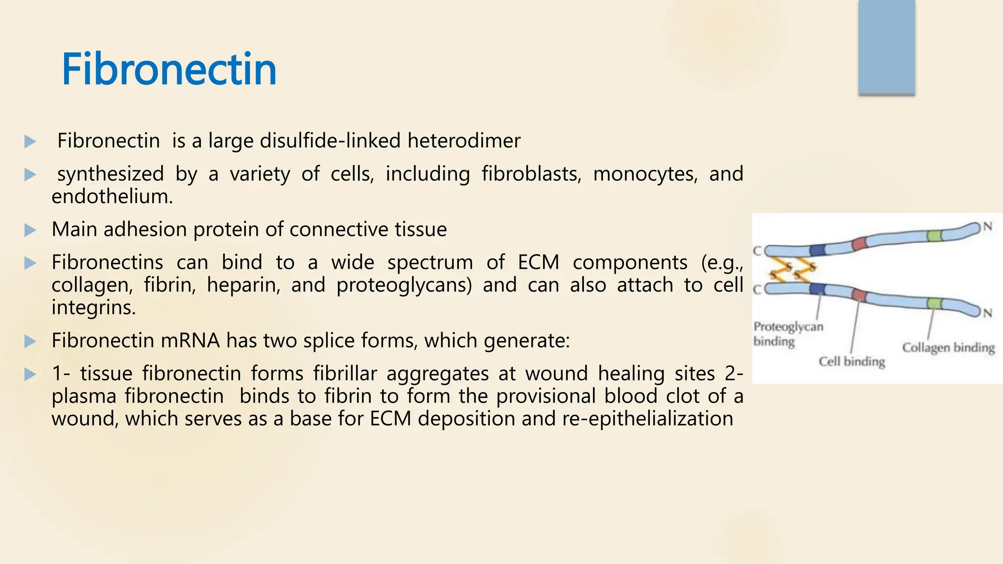 Extracellular Matrix And Its Components Pptx