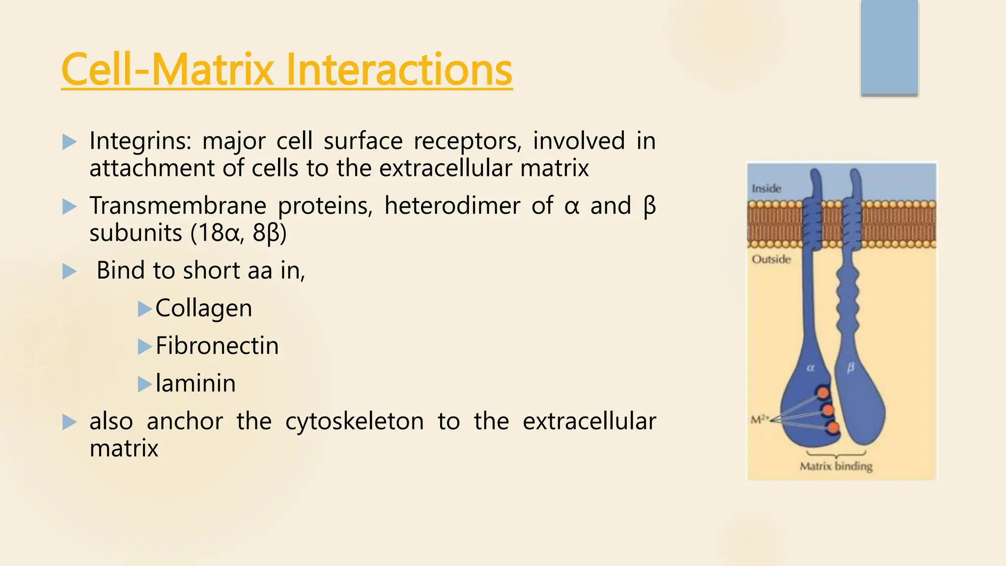 EXTRACELLULAR MATRIX AND ITS COMPONENTS | PPTX