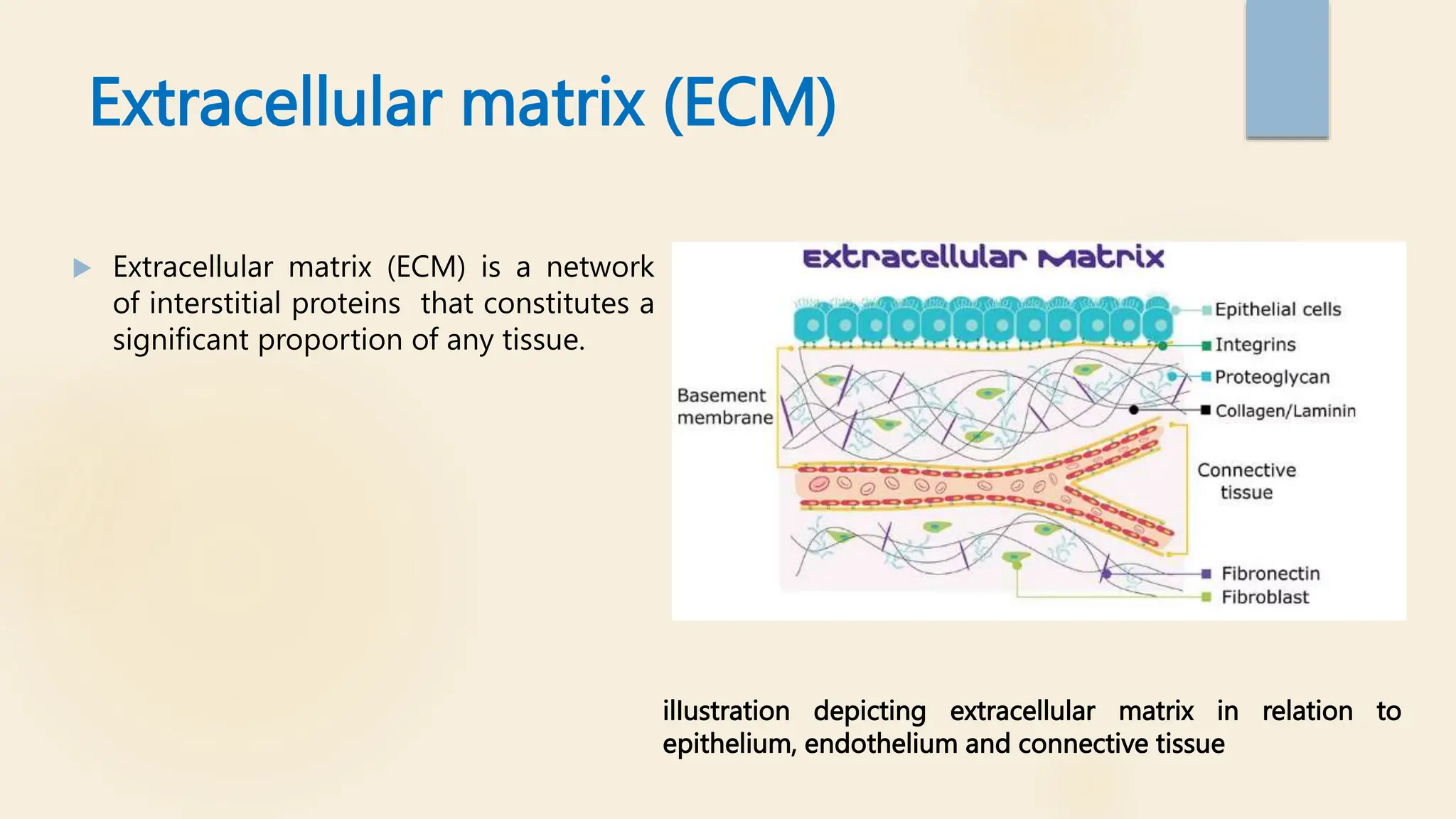 EXTRACELLULAR MATRIX AND ITS COMPONENTS | PPTX