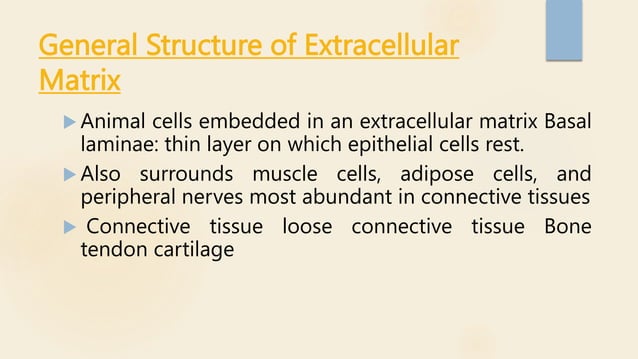 EXTRACELLULAR MATRIX AND ITS COMPONENTS | PPTX | Biological Sciences | Science