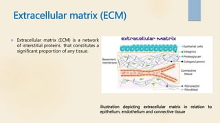EXTRACELLULAR MATRIX AND ITS COMPONENTS | PPTX