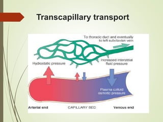 4.Microcirculatiomicrocirculation presentation | PPT
