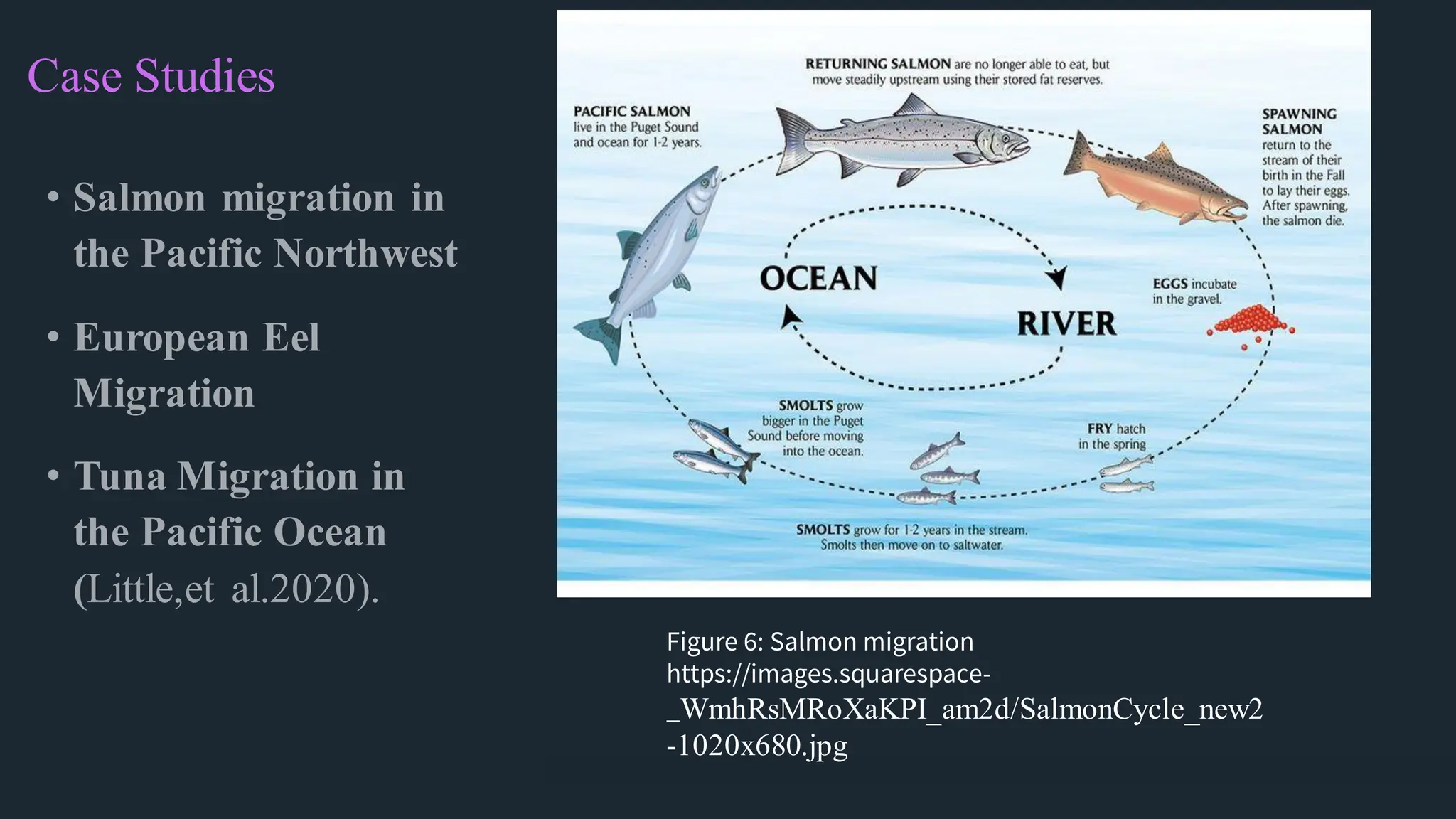 4.Migration_in_fishes.pdf Types of migration, factors influencing fish ...