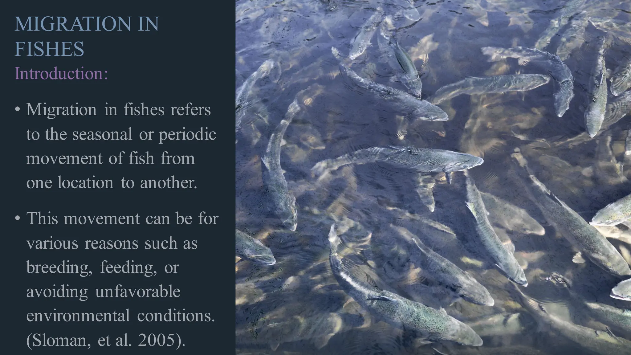 4.Migration_in_fishes.pdf Types of migration, factors influencing fish ...