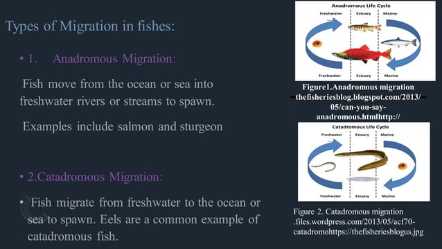 4.Migration_in_fishes.pdf Types of migration, factors influencing fish migration. | PDF | Fish ...