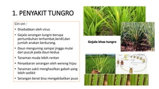 4. Penyakit Tanaman Padi, cara pengendalian, fase penyakit menyerang ...