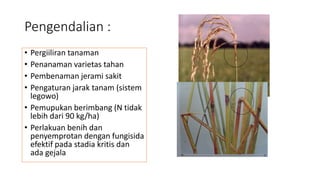 4. Penyakit Tanaman Padi, cara pengendalian, fase penyakit menyerang ...