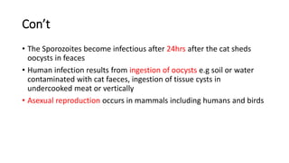 4. Toxoplasmosis the common opportunistic infection | PPTX